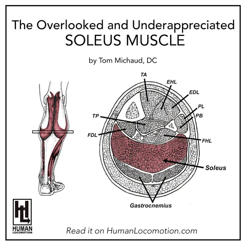 The Overlooked and Underappreciated Soleus Muscle - Human Locomotion