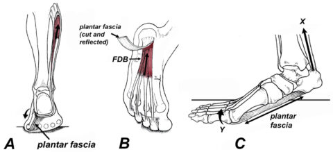 The Latest Stretches and Exercises to Make Sure Your Plantar Fascial ...