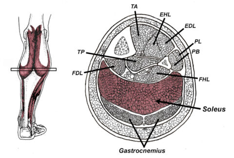 The Overlooked and Underappreciated Soleus Muscle - Human Locomotion
