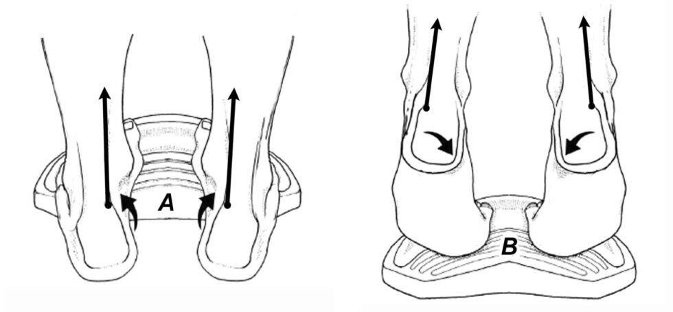 The Overlooked and Underappreciated Soleus Muscle - Human Locomotion