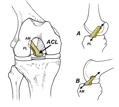 The Treatment and Prevention of Anterior Cruciate Ligament Injuries - Human Locomotion