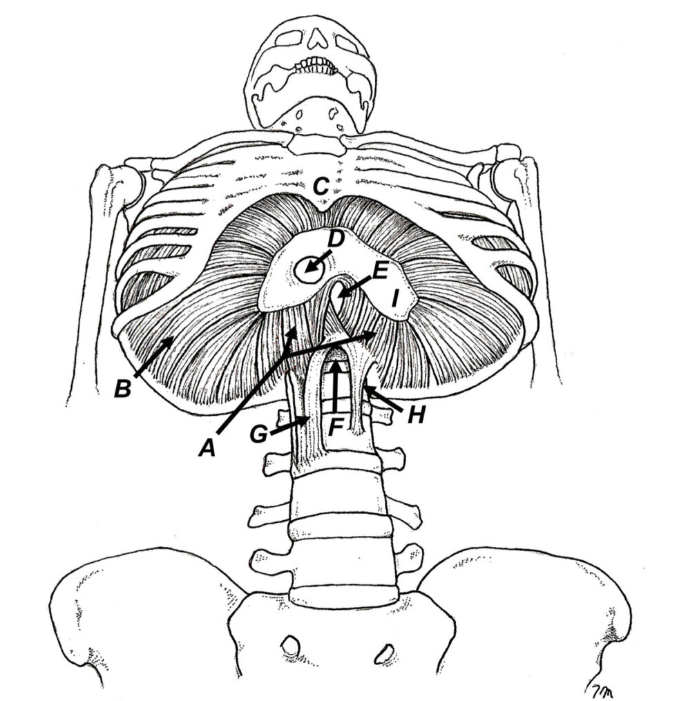 The Diaphragm: The Overlooked Core Muscle - Human Locomotion