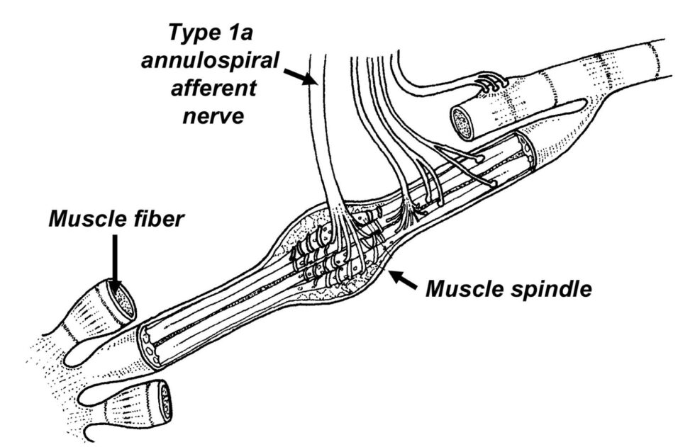 The Diaphragm: The Overlooked Core Muscle - Human Locomotion