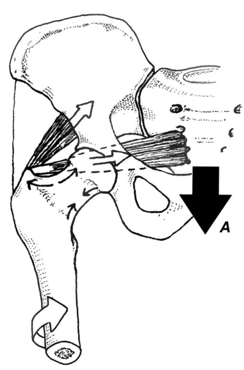 Strength and Stress Fractures - Human Locomotion
