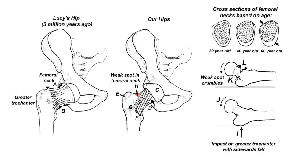 How a Subtle Evolutionary Adaptation to Bipedality has Increased the ...
