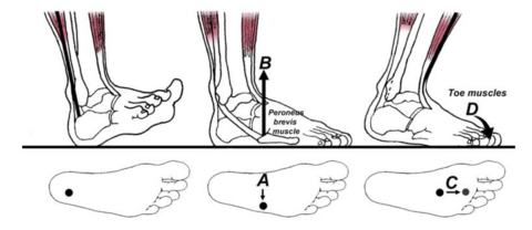 The Human Locomotion Fall Prevention Protocol - How to Create a ...