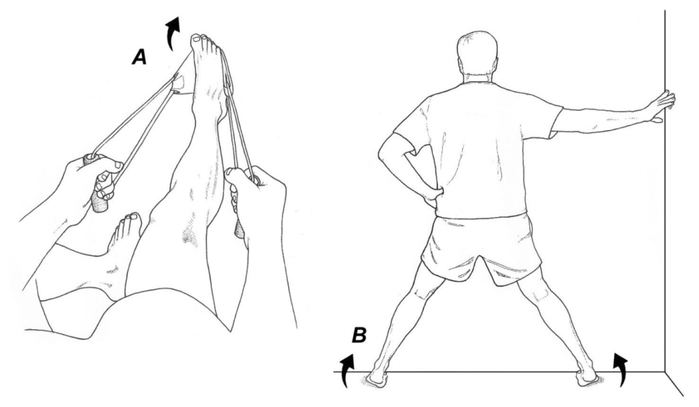 Managing Tibialis Posterior Tendon Injuries - Human Locomotion