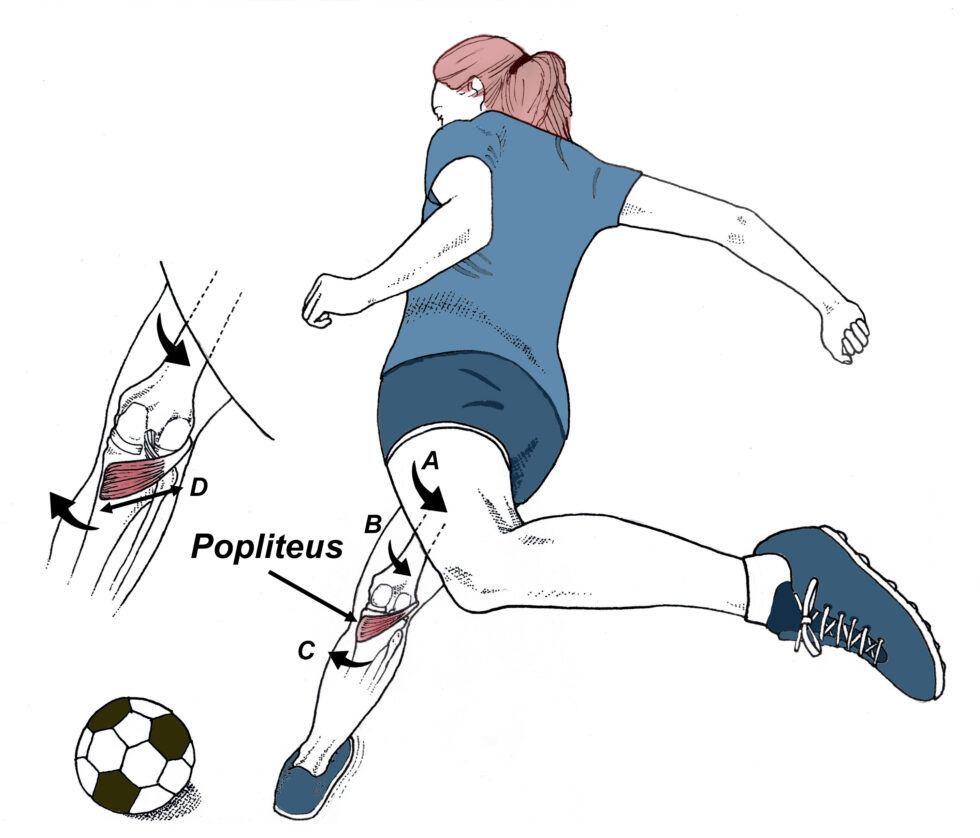 The Twist Disk: The Easiest Way to Strengthen Muscles in the Transverse ...