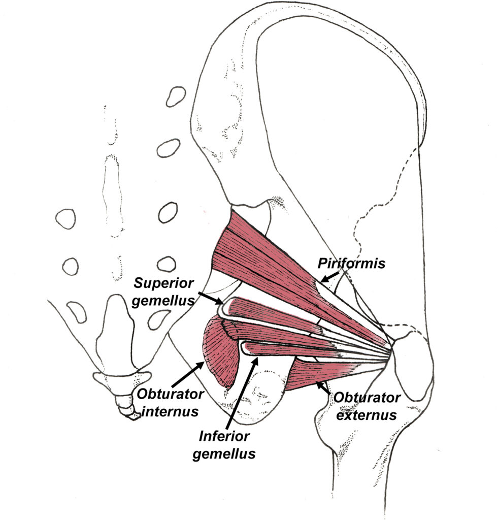 The Twist Disk: The Easiest Way to Strengthen Muscles in the Transverse ...