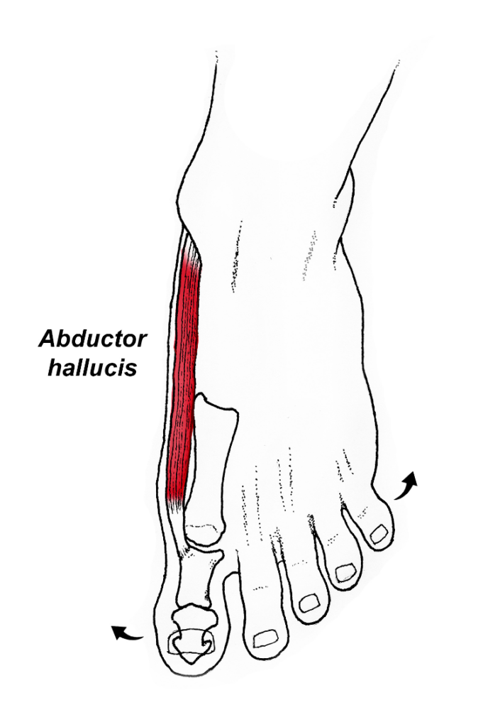 How to Prevent and Even Reverse the Formation of Bunions Without ...