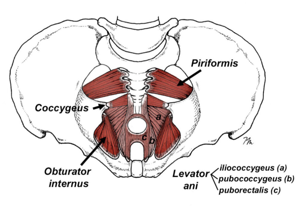 Obturator Internus Contracture: An underappreciated cause of pelvic ...