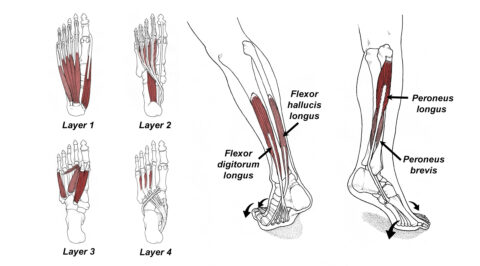 The Advanced ToePro Workout to Improve Strength, Speed, and Agility ...