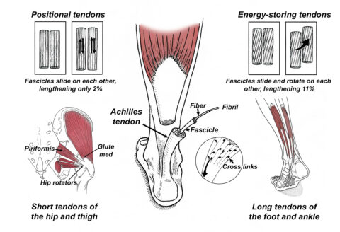 The Advanced ToePro Workout to Improve Strength, Speed, and Agility ...