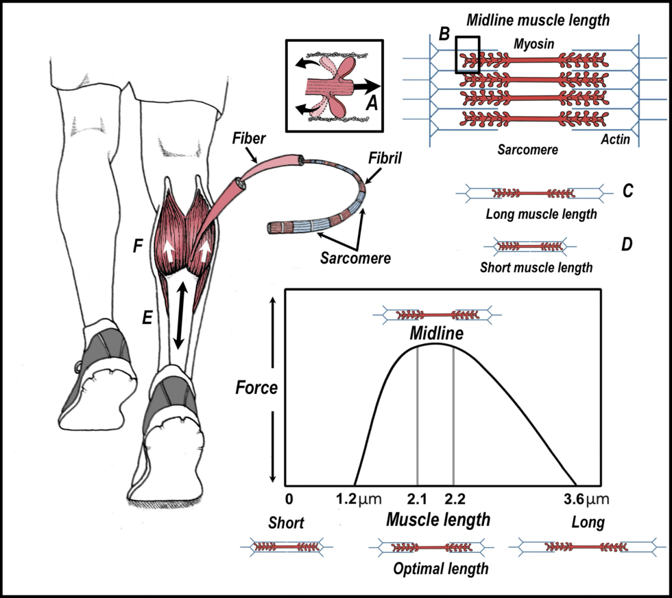 The Human Locomotion Achilles Strap: A Smarter Alternative to Static ...