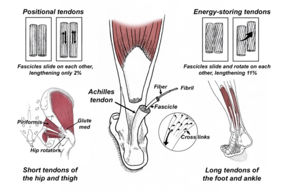 Exercise Interventions for the Management of Tendinopathy: An Overview ...