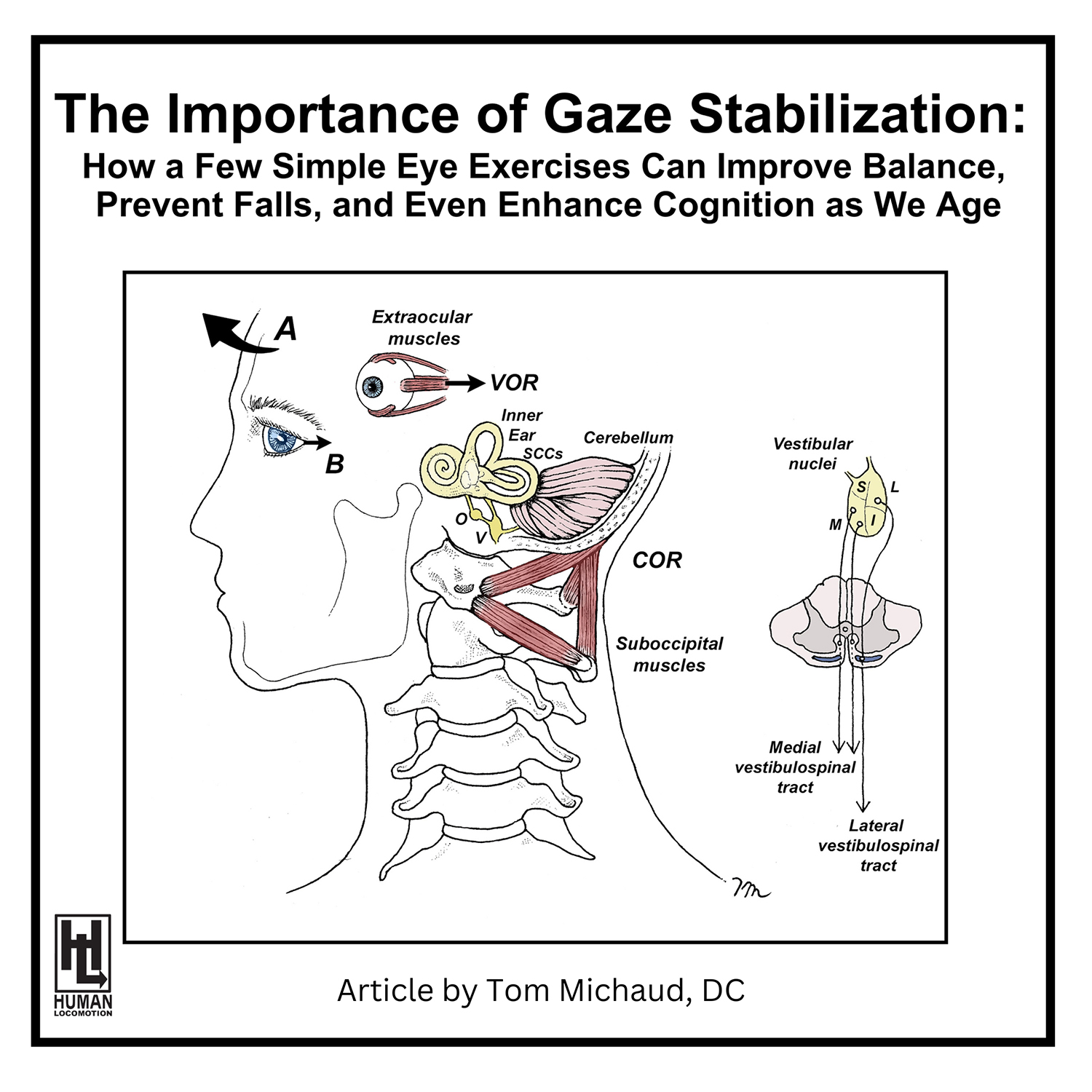 The Importance of Gaze Stabilization: How a Few Simple Eye Exercises ...