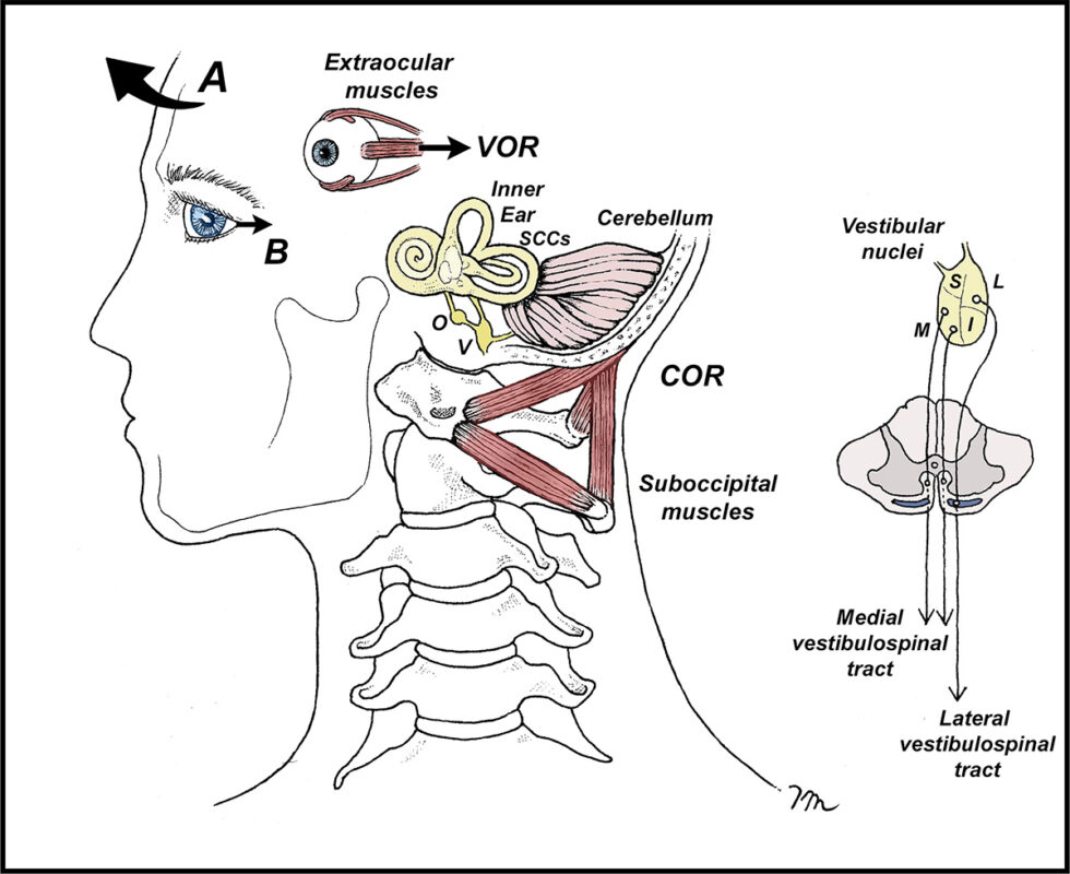 The Importance of Gaze Stabilization: How a Few Simple Eye Exercises ...
